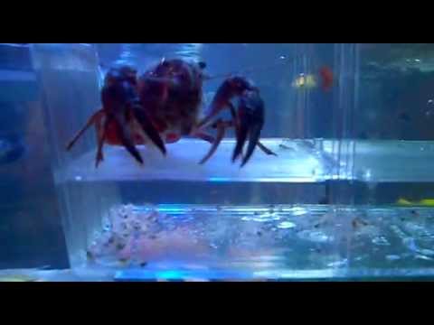 Crayfish with her hatchlings in hatchery. - YouTube
