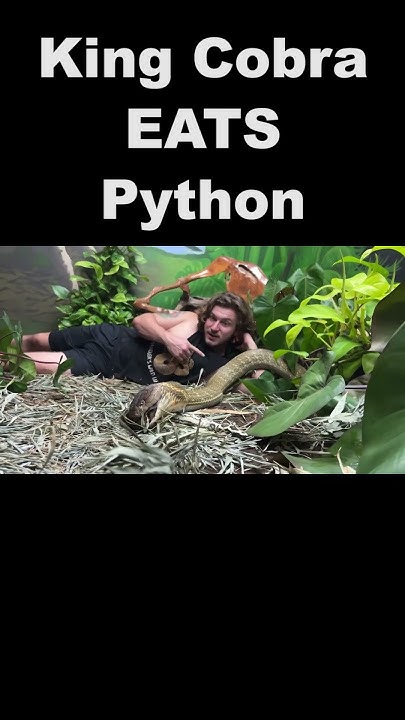 King Cobra EATS Python #shorts - YouTube