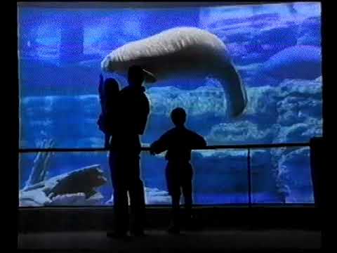 SeaWorld Florida Advert 1996 (VHS Rip) - YouTube