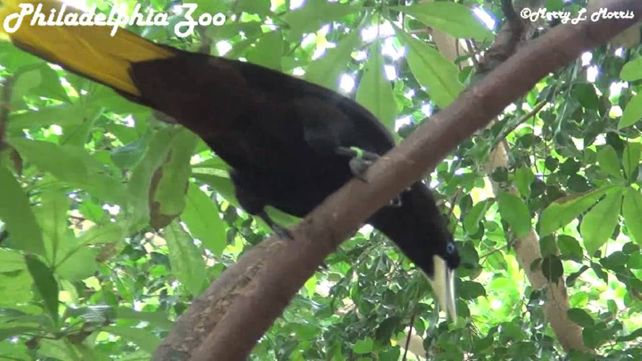 Philadelphia Zoo Oropendola Overhead - YouTube