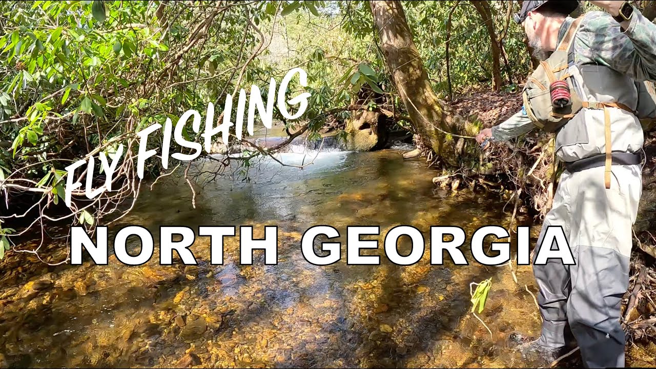 Fly Fishing for BROOK TROUT in the North Georgia Mountains - YouTube