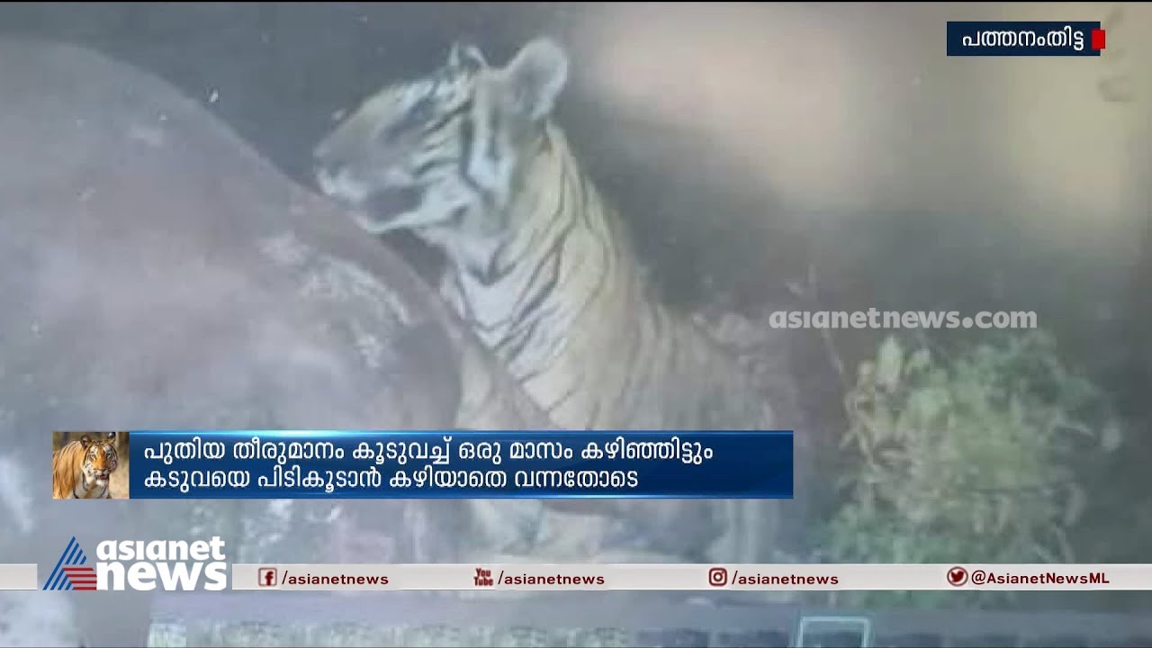 കടുവാപ്പേടി ഒഴിയാതെ പെരുനാട്| Pathanamthitta| Tiger| Wild animal - YouTube