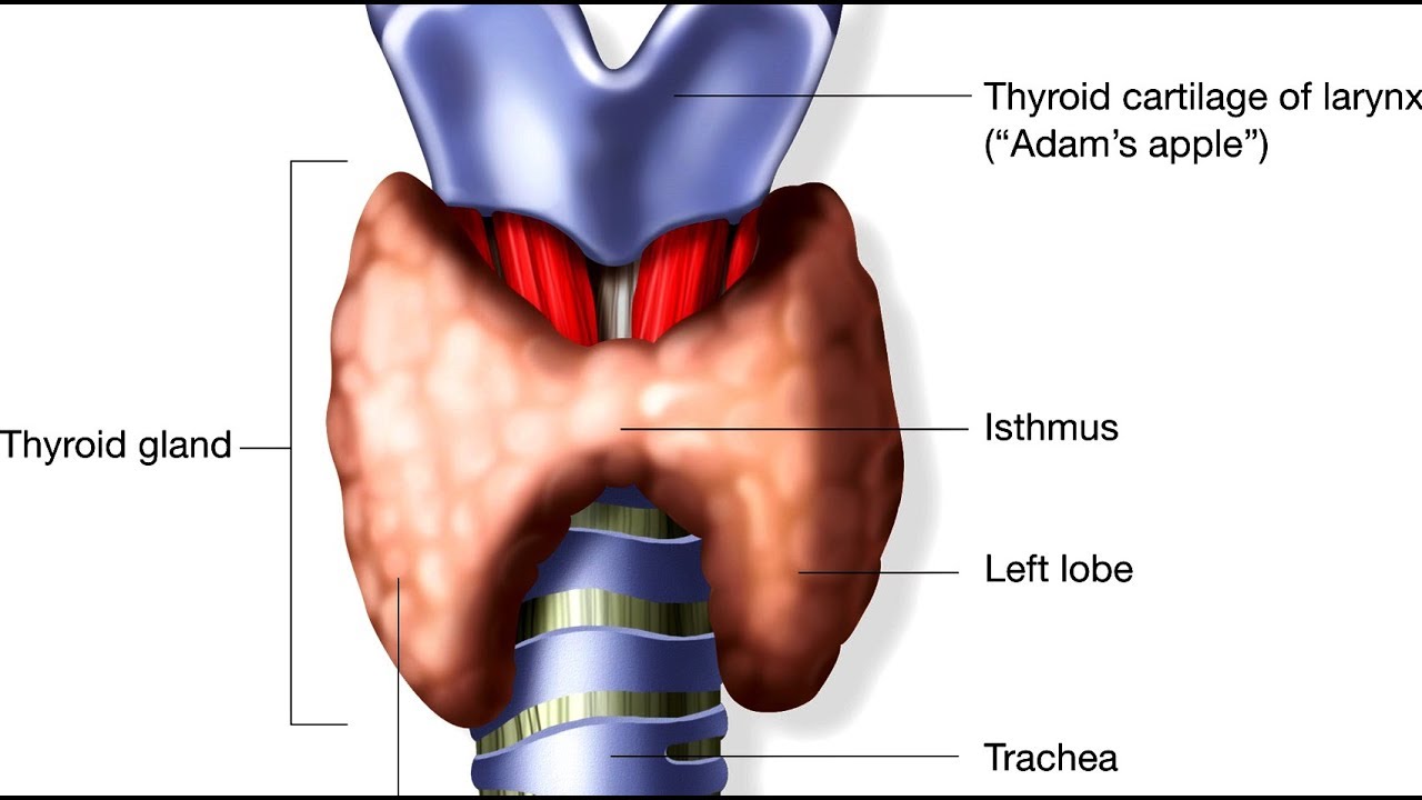 Thyroid Gland Bangla YouTube thyroid-gland-bangla-youtube