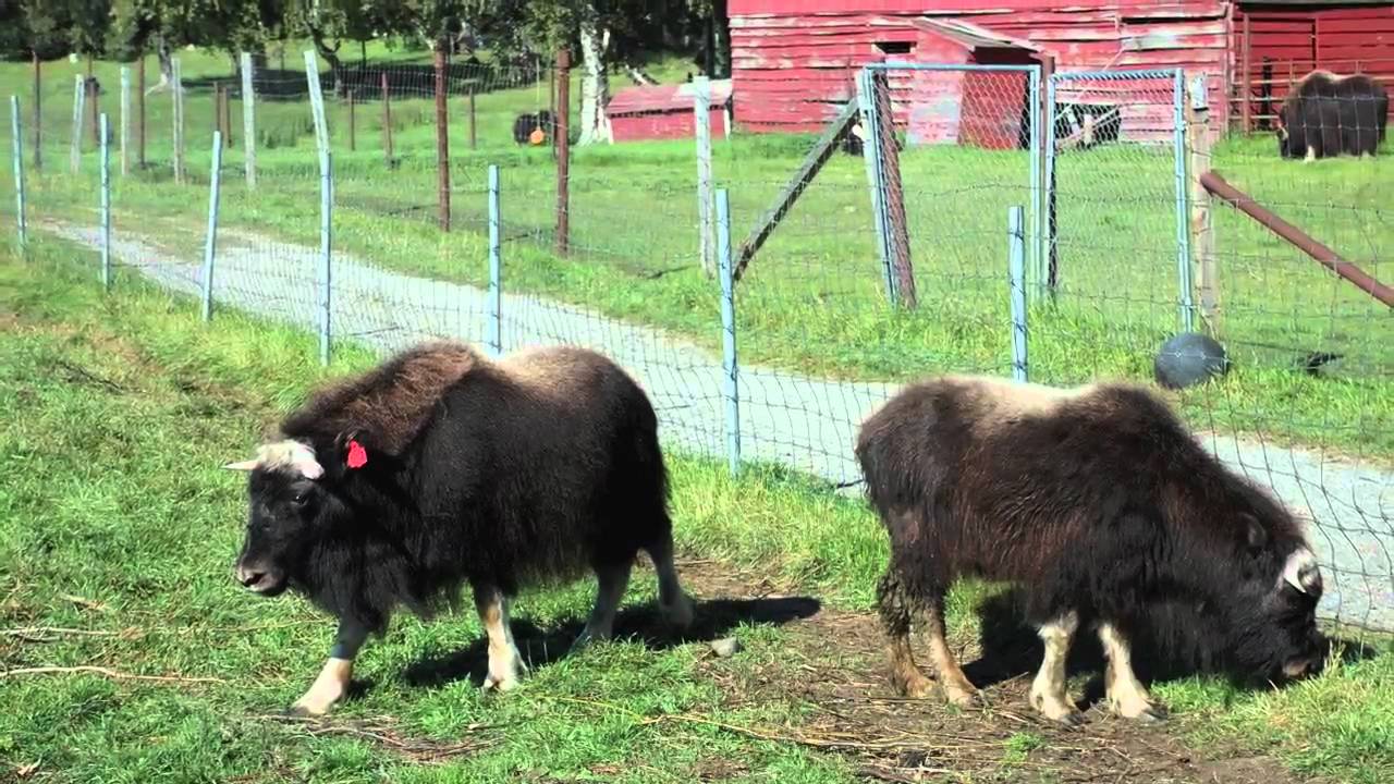 Musk Ox Farm.mov - YouTube