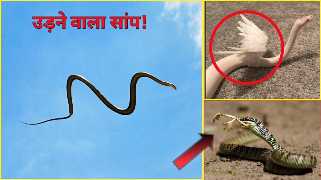 flying snake real video, udne wale saap, udne wale saamp kaise udate ...