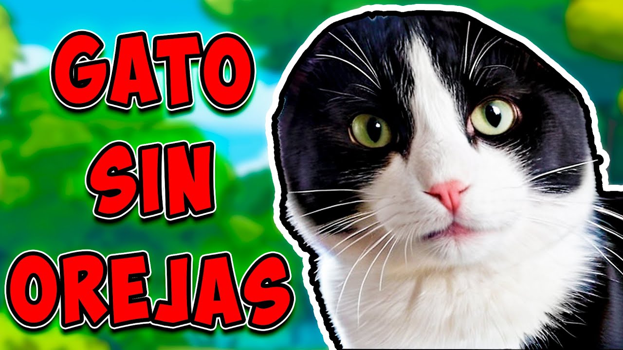 COMO QUE GATO SIN OREJAS | CANCION VIRAL ORIGINAL - YouTube