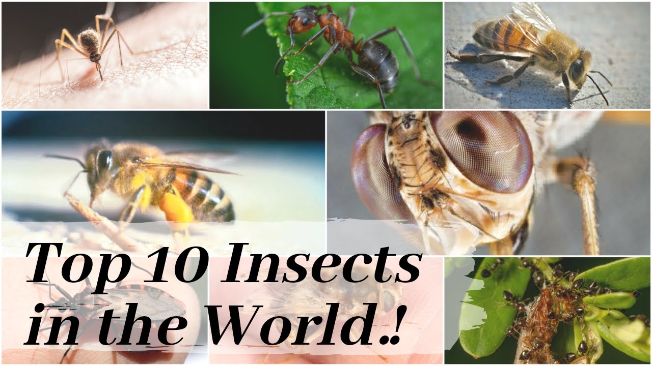 Top 10 insects in the world ||uniqueangelproductions - YouTube