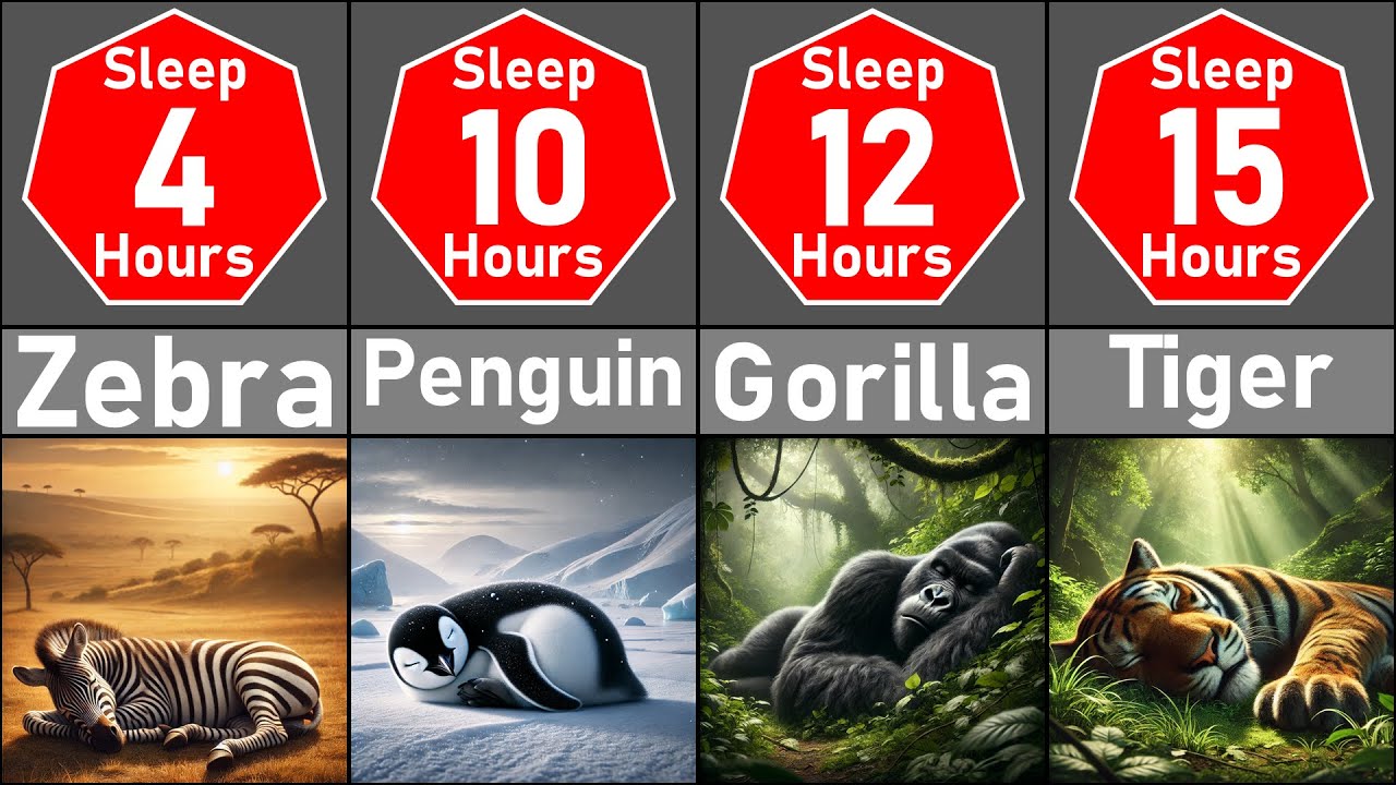 Animal Sleeping Time Comparison - YouTube