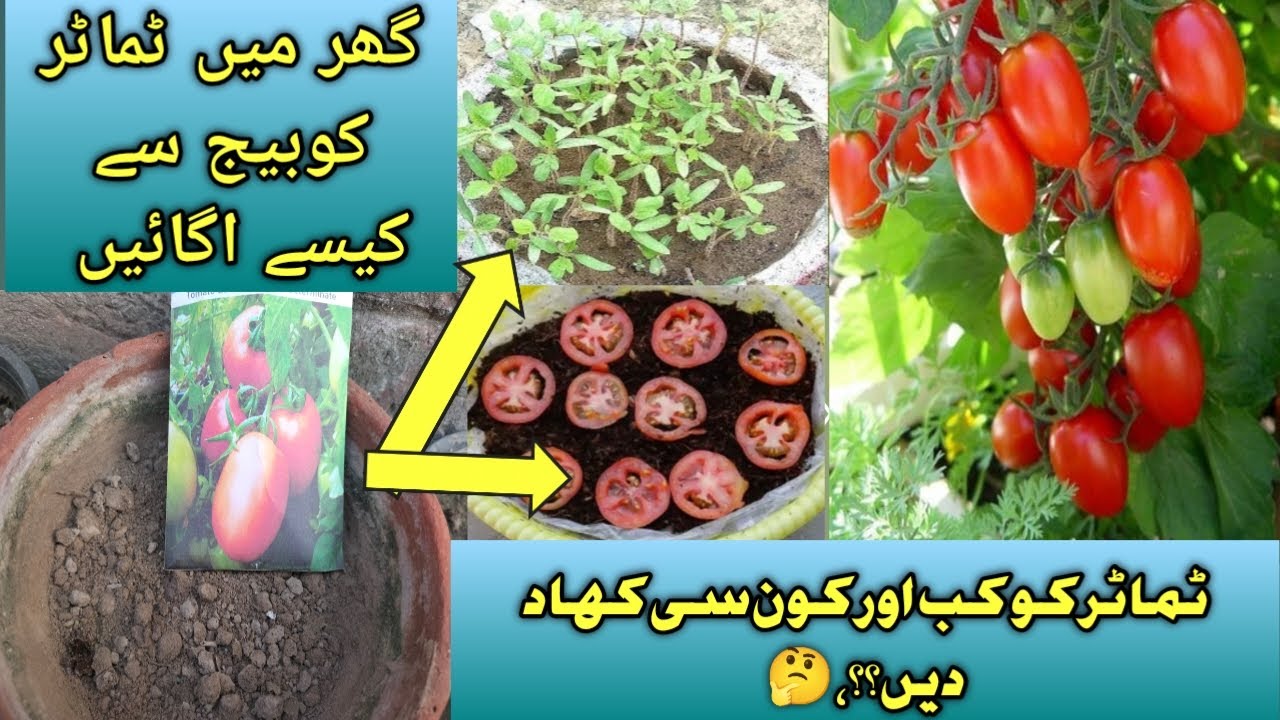 Ghar mein seed se tamatar kaise ugayn|Grow Tamatoes in Pots|Tamato ...