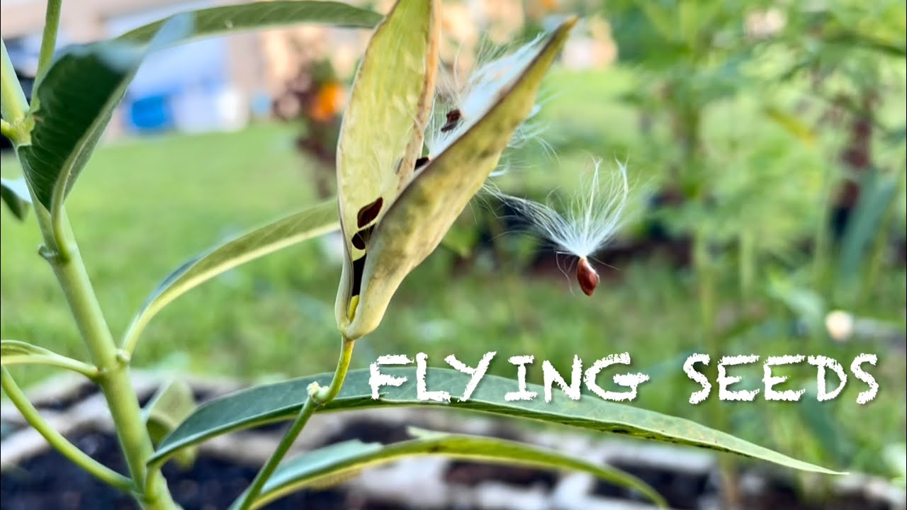 Flying Seeds | A Pollinators Paradise - YouTube