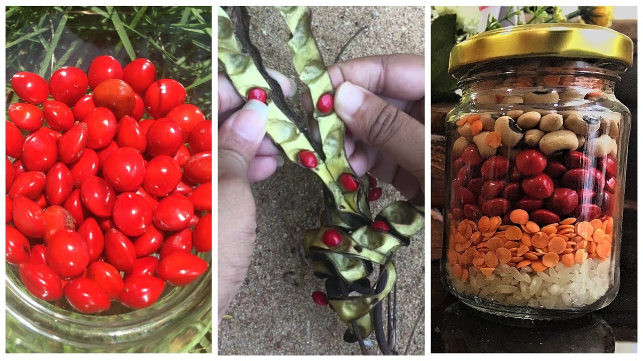 Red Lucky Seed (Adenanthera pavonina), Red Sandalwood, Coral Tree ...