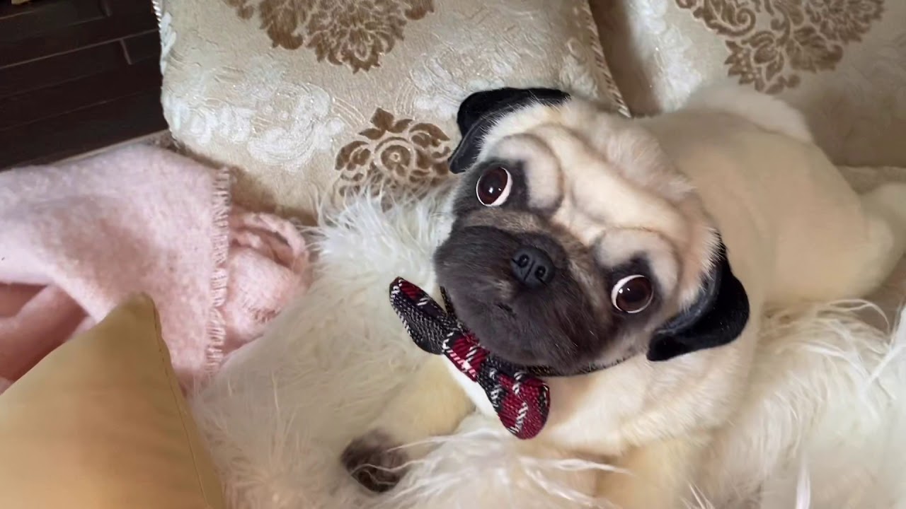 Pug - YouTube