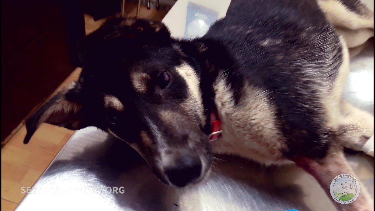 Update on a rescued stray dog with broken arm - Nina - YouTube
