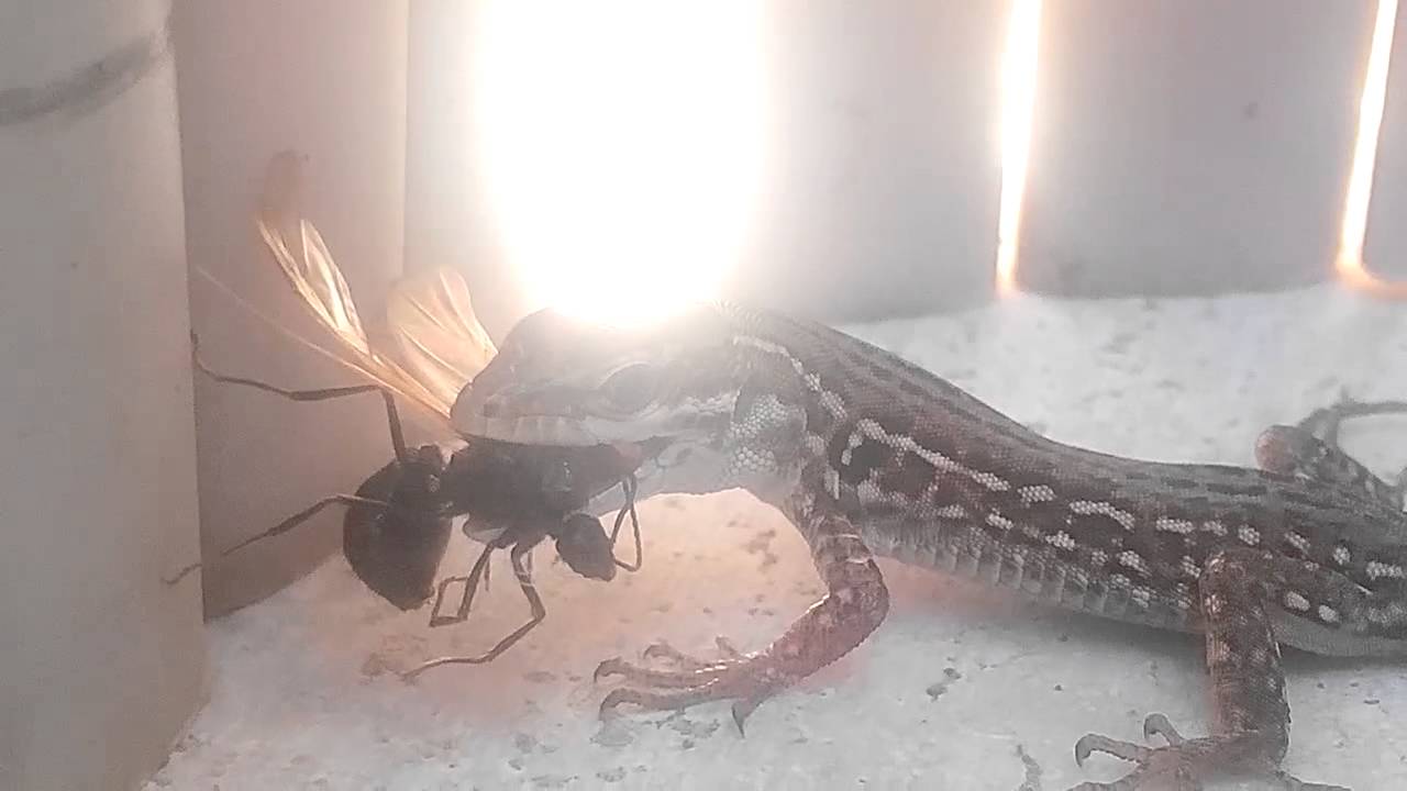 Predatori e prede - YouTube