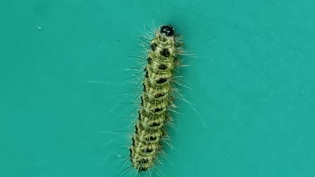 Bhalu kids/bhalu insects #kida #insects - YouTube