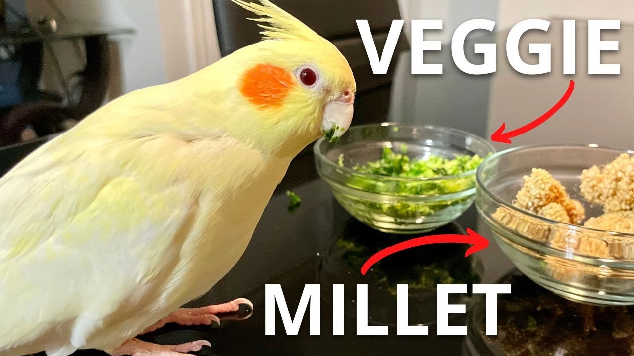 Cockatiel Deciding Vegetable Or Millet Youtube