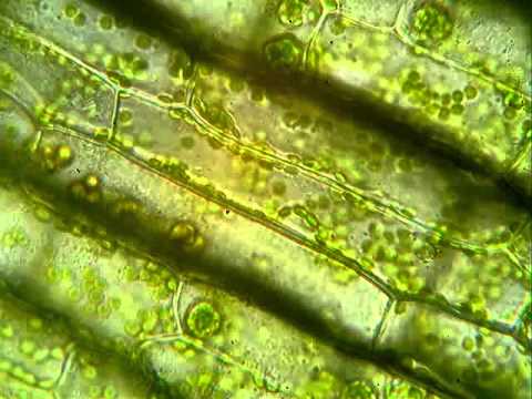 cyclose élodée - YouTube