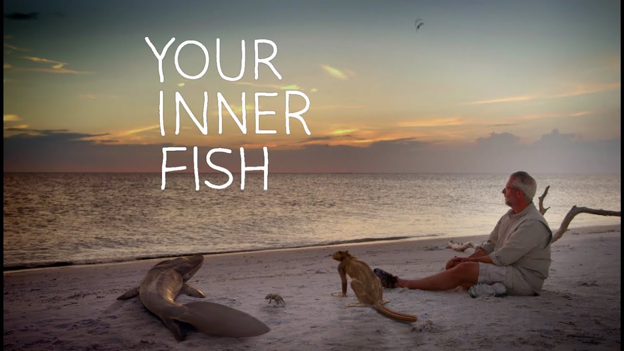 Your Inner Fish PBS Series Trailer 2014 YouTube Your Inner Fish PBS Series Trailer 2014 YouTube