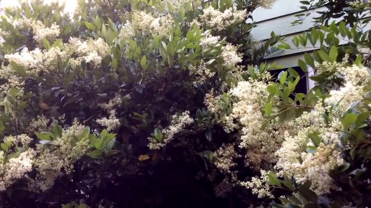 The smell of privet is so intoxicating. - YouTube