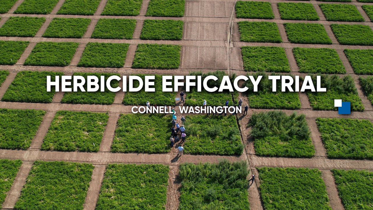 Herbicide Efficacy Trial with Matt Mackay | Innvictis Crop Care ...