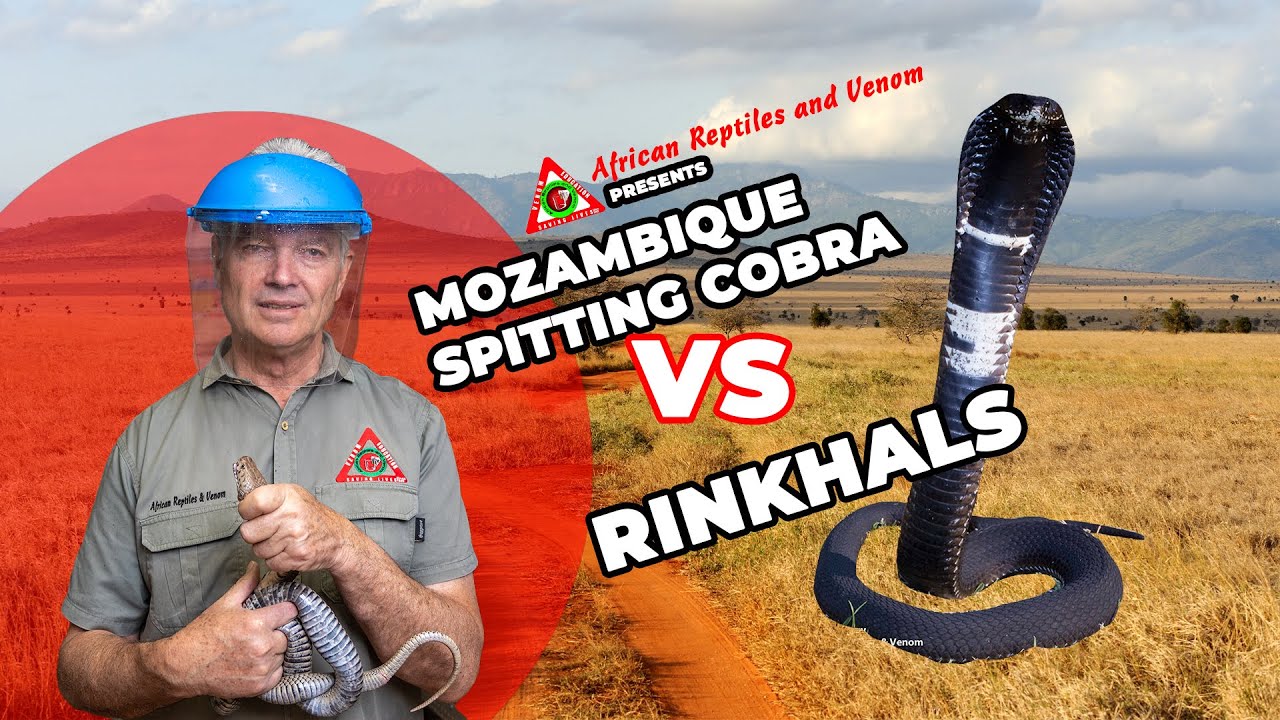 Rinkhals vs. Mozambique Spitting Cobra: Key Differences Explained! # ...