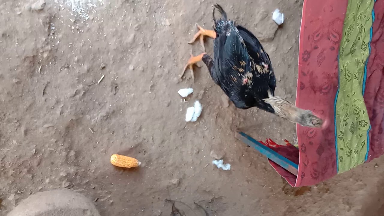 Katta mooku seval hens - YouTube