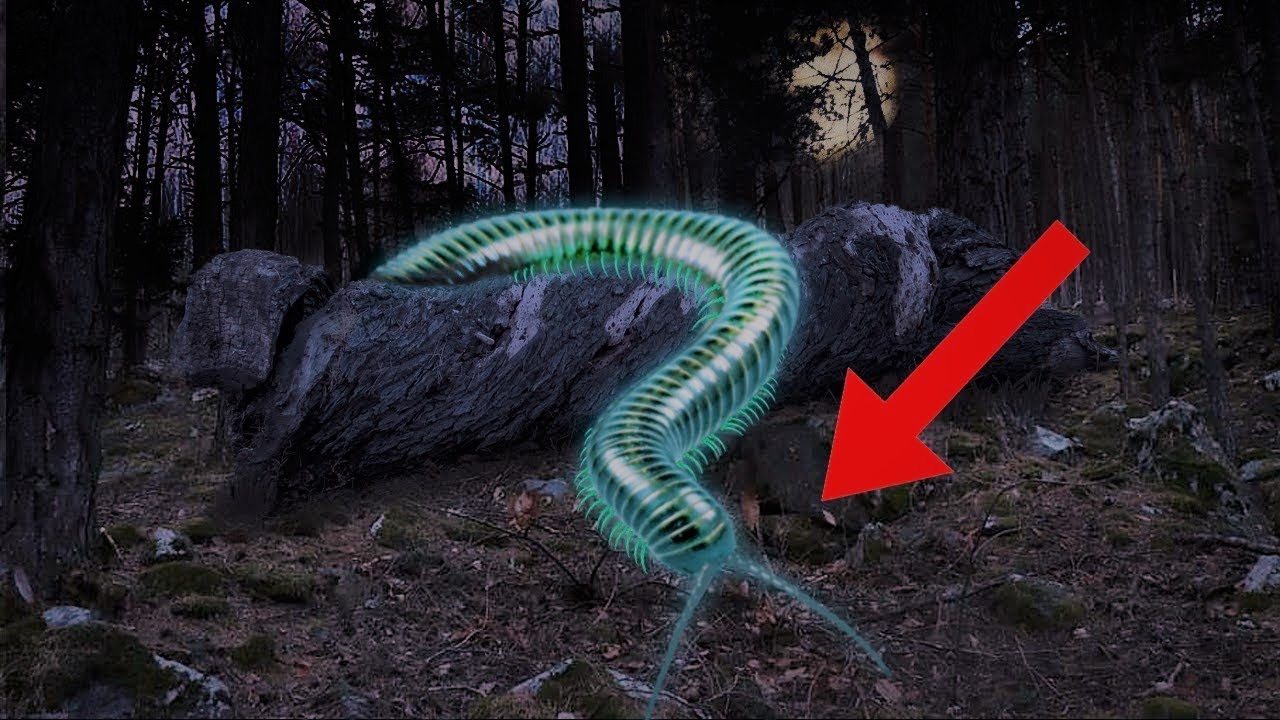 Amazing Bioluminescent Animals Caught On Camera - YouTube