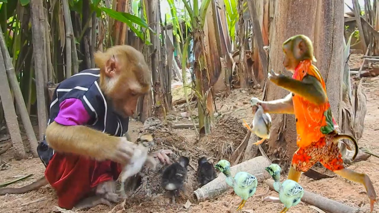 Help Me Please ! Chicken Screaming Loudly Until SokYaa Help Cos Two Of ...