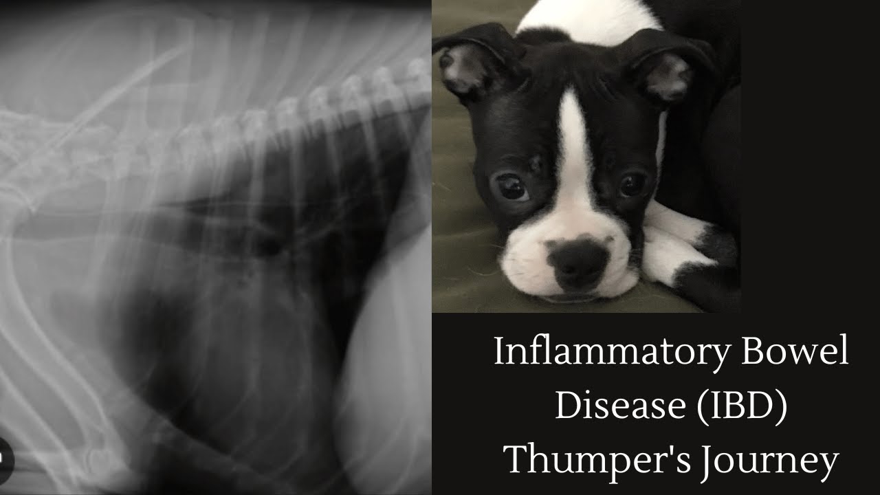 Canine IBD (Inflammatory Bowel Disease) - An Owner's Story - What You ...