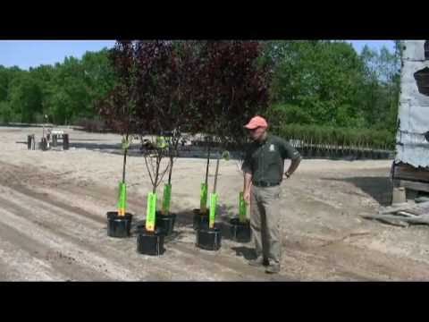 Top Hat Container Stabilizers at Imperial Nurseries - YouTube