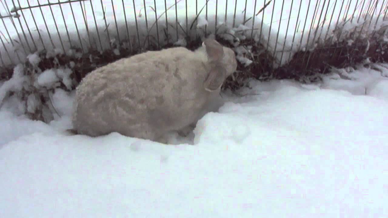 Snow Bunny - YouTube