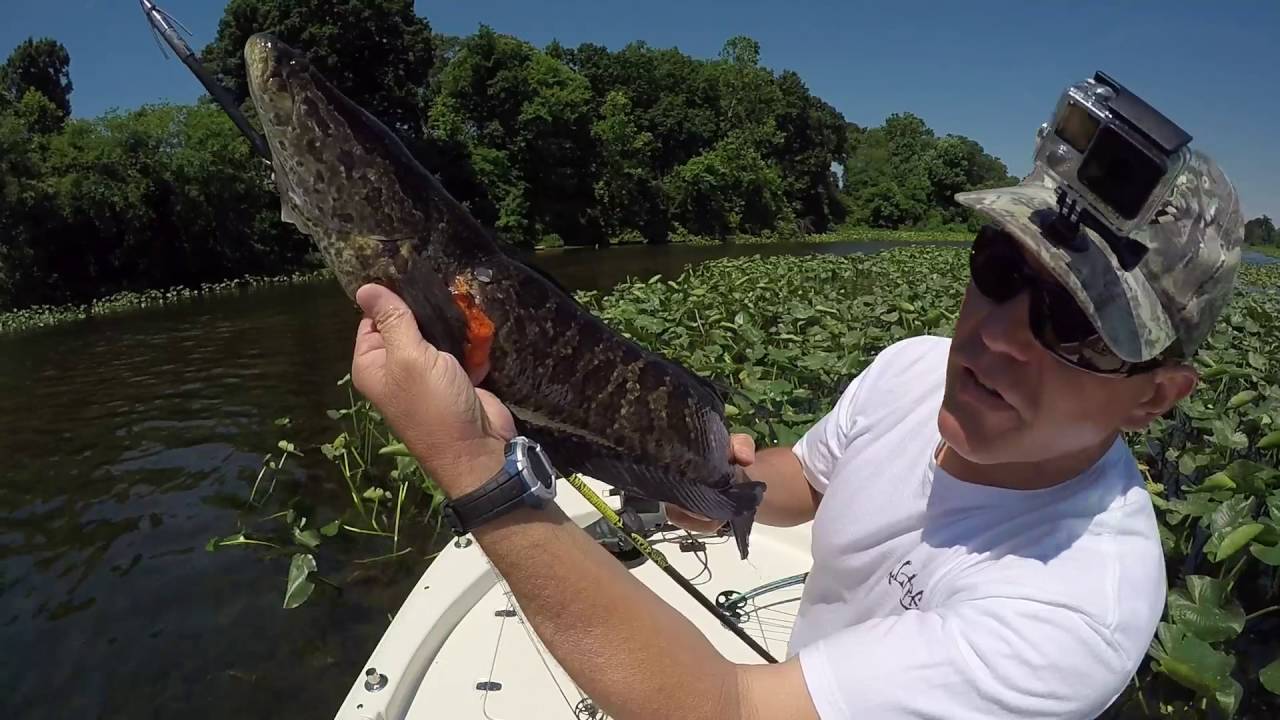 Bowfishing Potomac River Snakehead - Father's Day - June 19, 2016 - YouTube