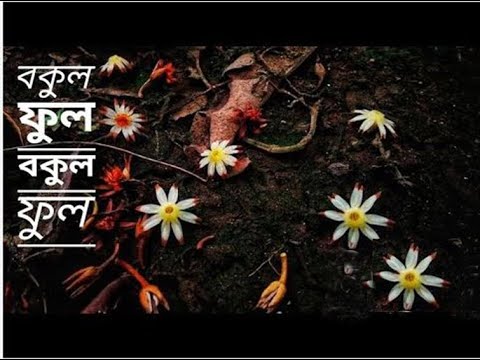 বকুল ফুল বকুল ফুল || Bokul Phul Bokul Phul || old Bangla Song 2025 ...
