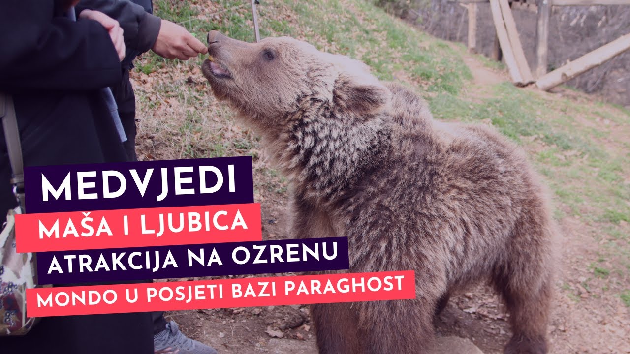 Medvjedi Maša i Ljubica atrakcija na Ozrenu: MONDO u posjeti Bazi ...