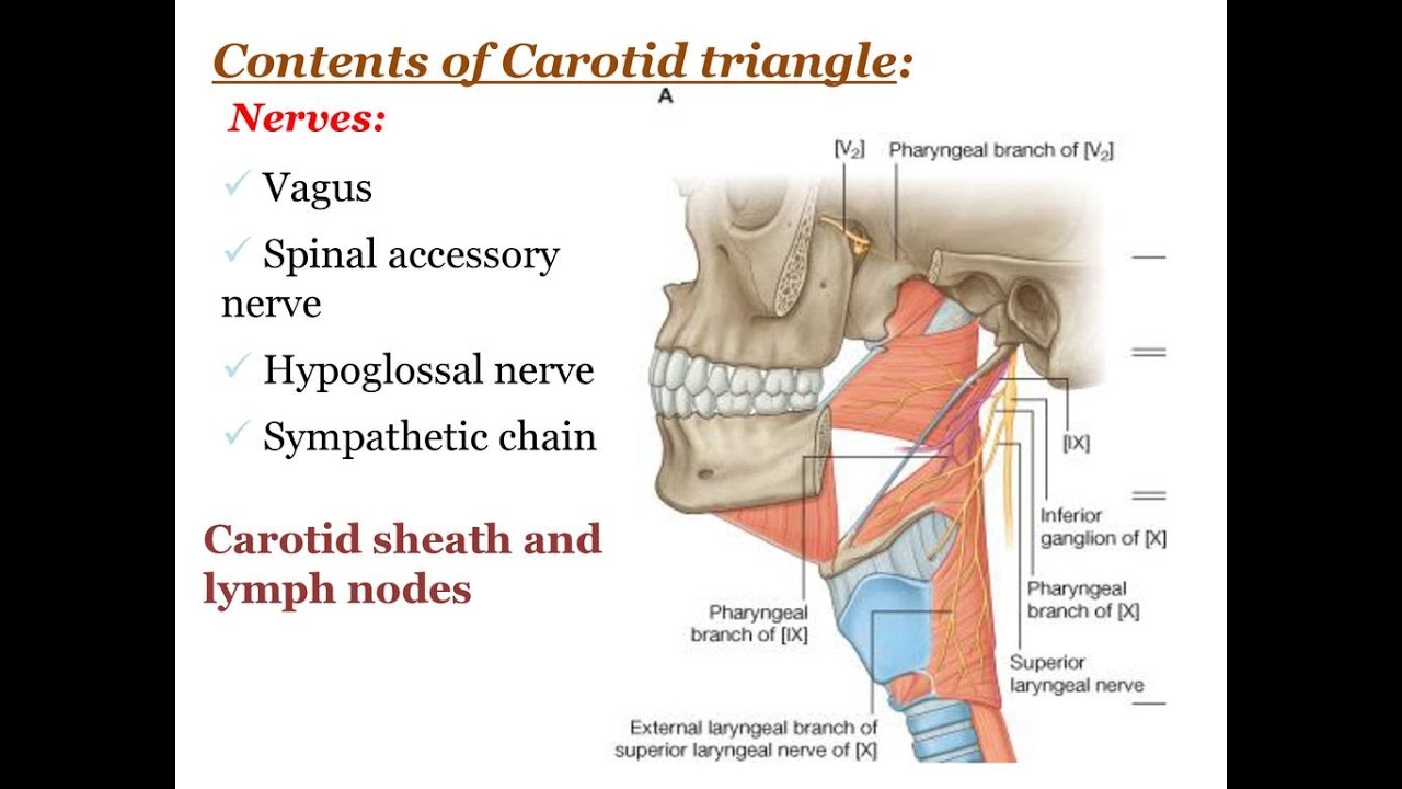 Anatomy and applied anatomy of the Carotid triangle; Carotid sinus ...