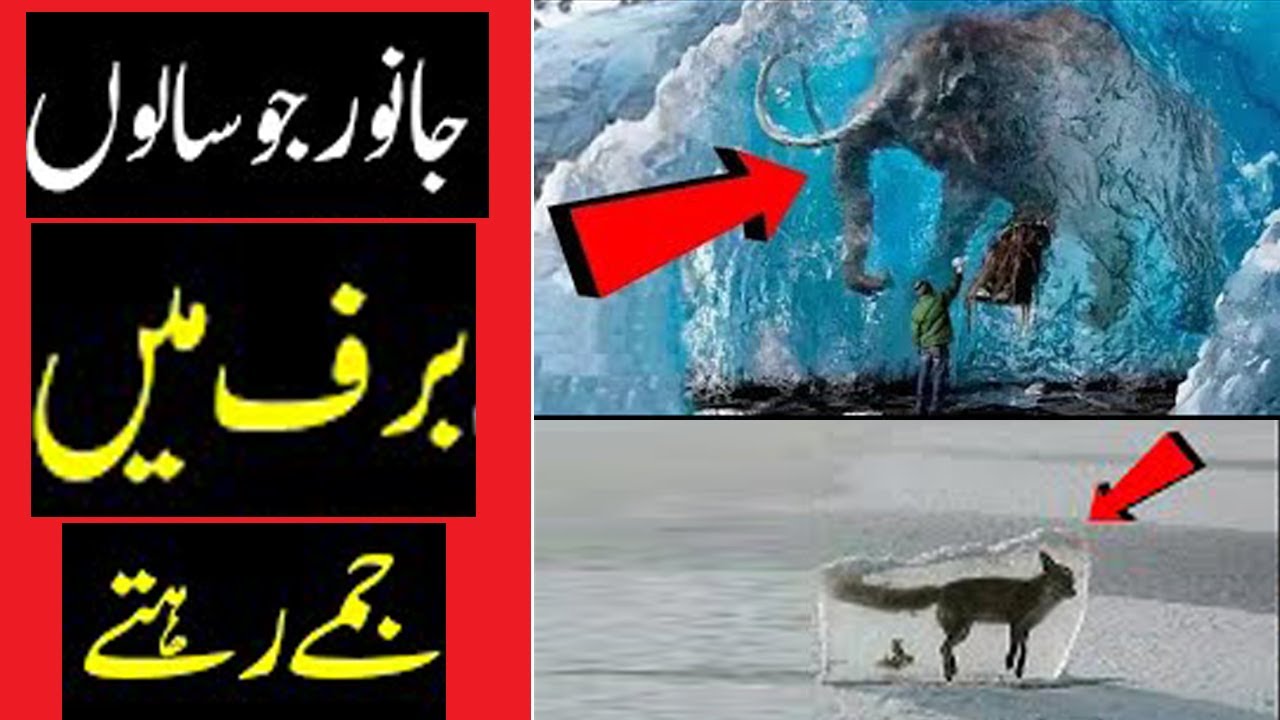 Strange Things Found Frozen in Ice - YouTube