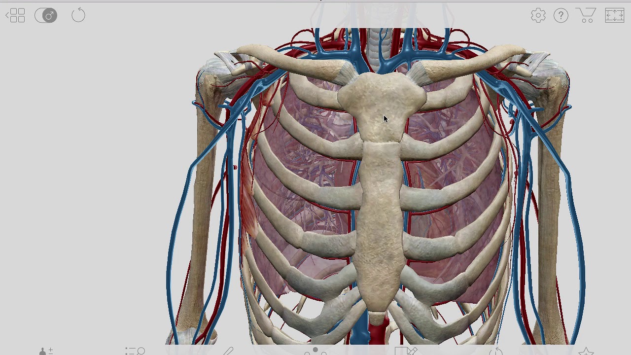 HUESOS DEL TORAX 6 - YouTube
