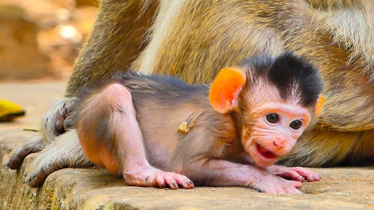 THE VIRAL SCENE OF CUTIE BORAN BABY MONKEY IS TOO FAST GROW UP IN REALL ...