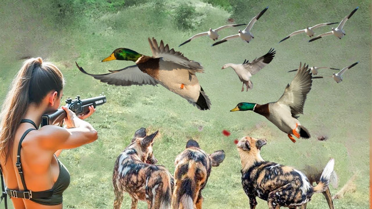 I am about to reveal the secret to catching hundreds of ducks and geese ...