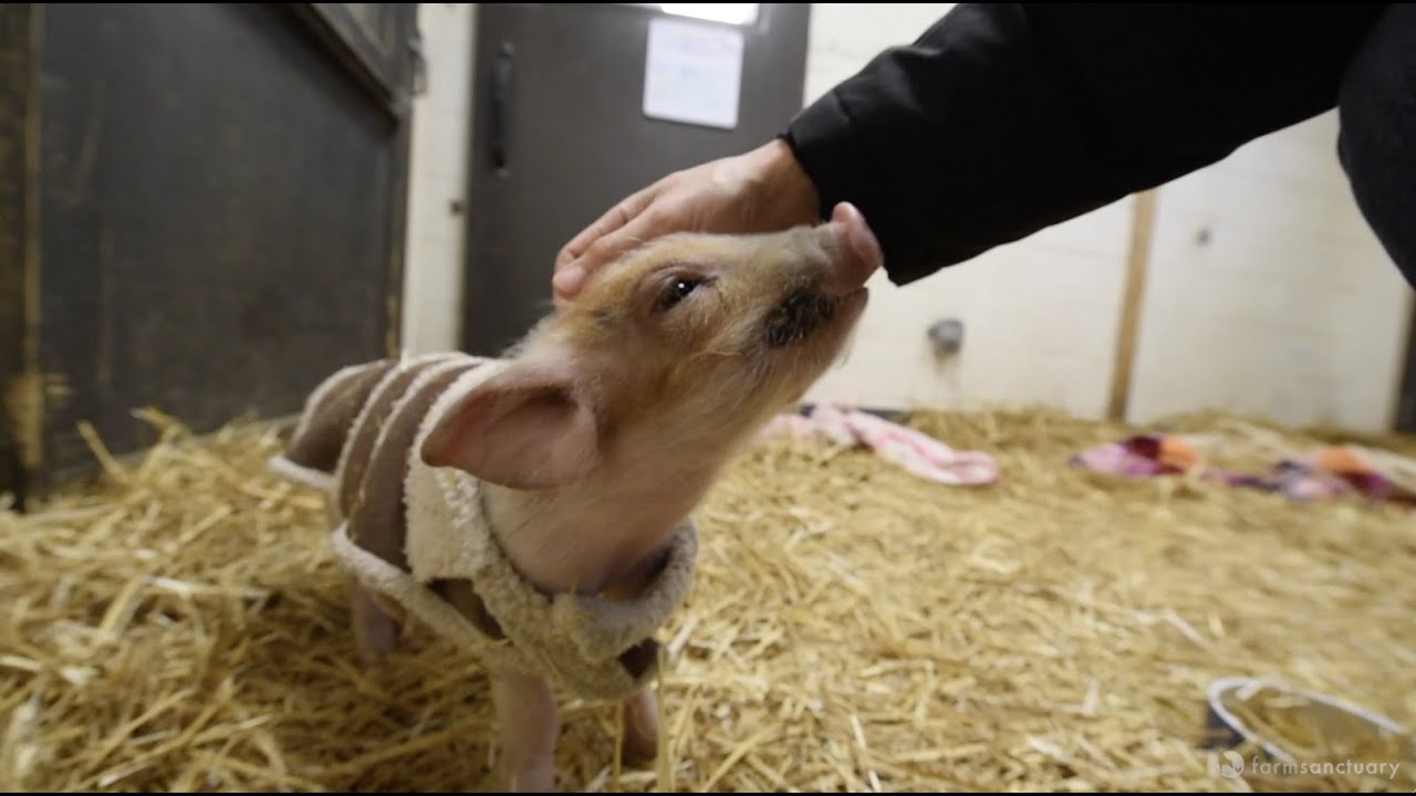 11 Great Facts About Pigs: Happy National Pig Day! - YouTube