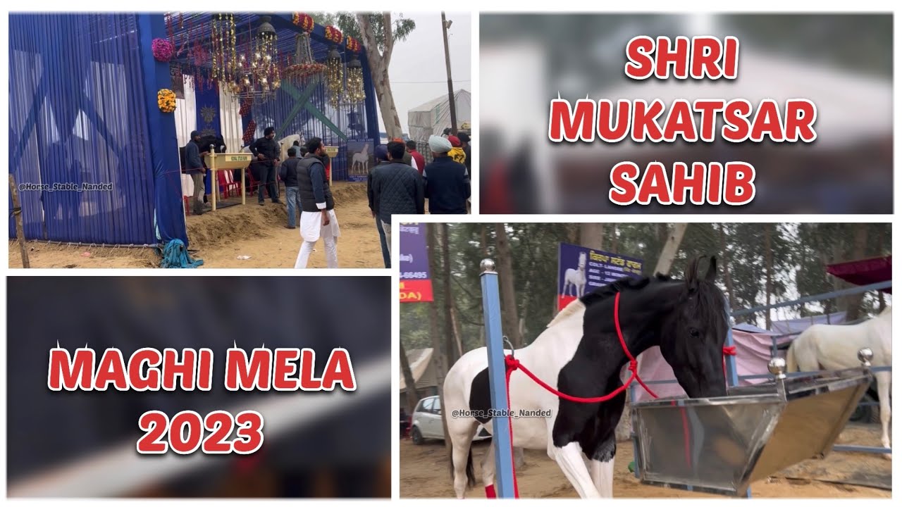 MAGHI MELA 2023 || SHRI MUKATSAR SAHIB || HORSE STABLE NANDED - YouTube