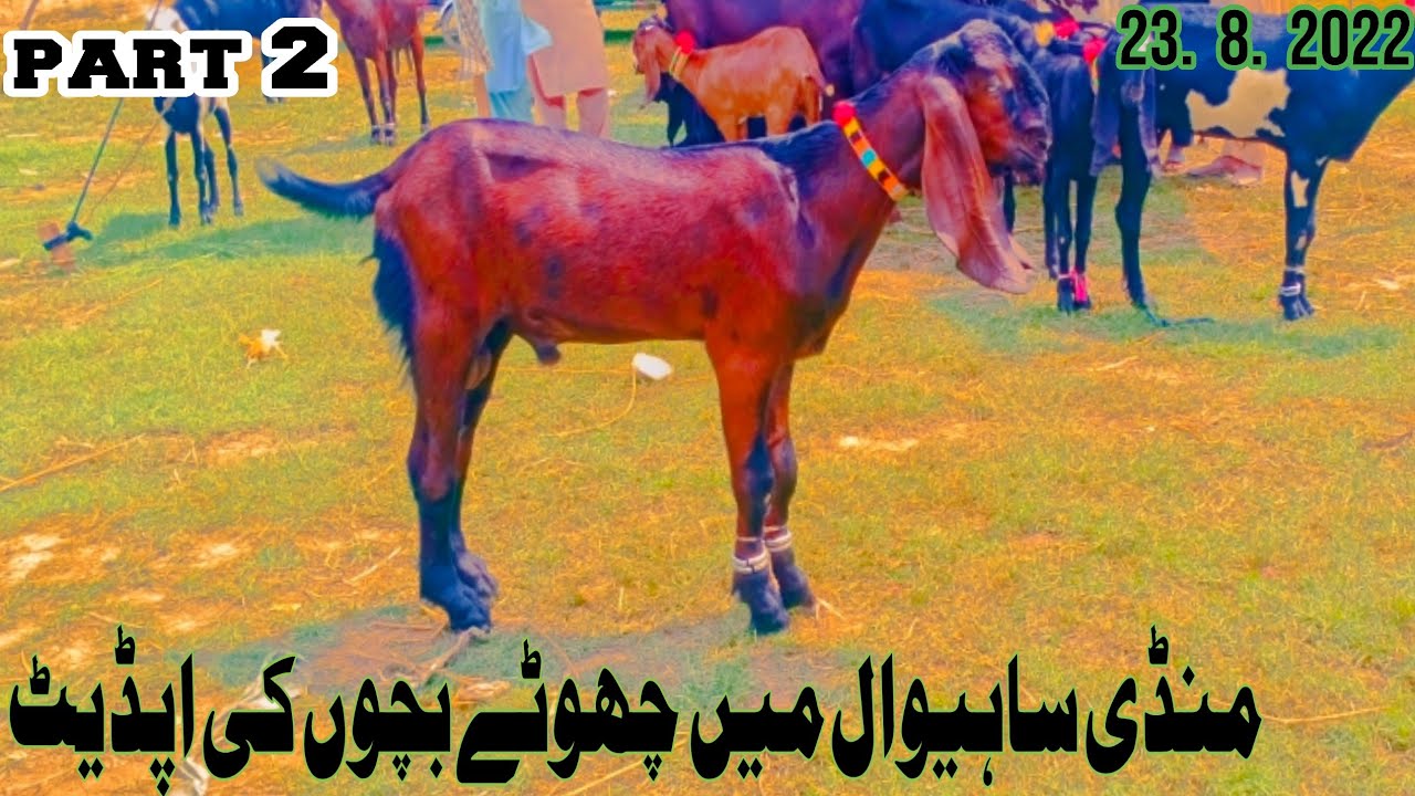 part 2 Mandi Sahiwal ka chota pacho ka 23. 8. 2022 - YouTube