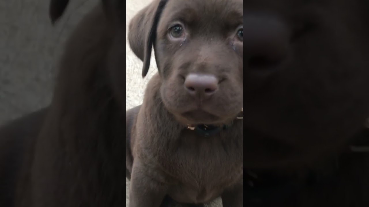 lebra dog so cute puppy / lebra dog black puppy 🐕 - YouTube