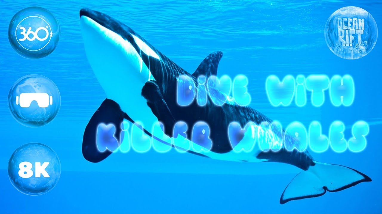 Dive with Killer Whales in 360° 🌊 Ocean Rift VR [8K] - YouTube