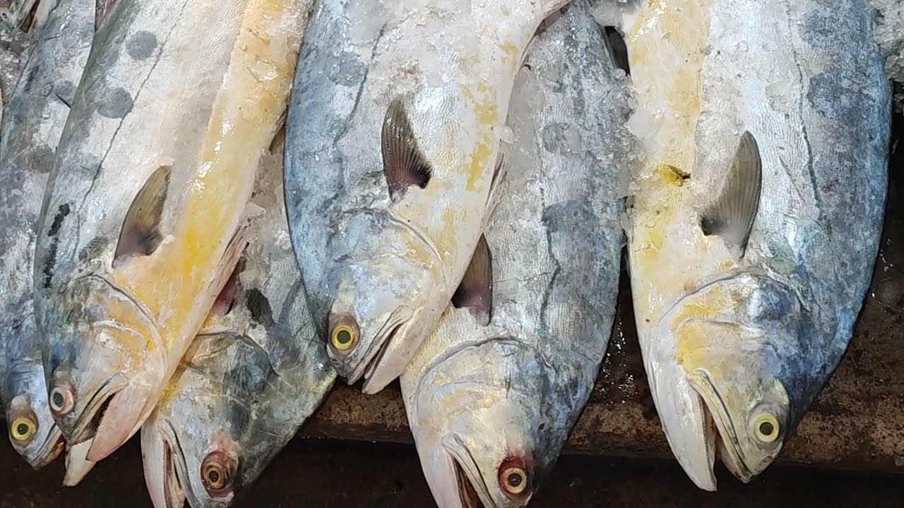 fish rates update fish market karachi fisheries latest price update ...
