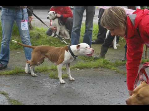 Am.Pit Bull Terrier - fight to a finish V. - YouTube