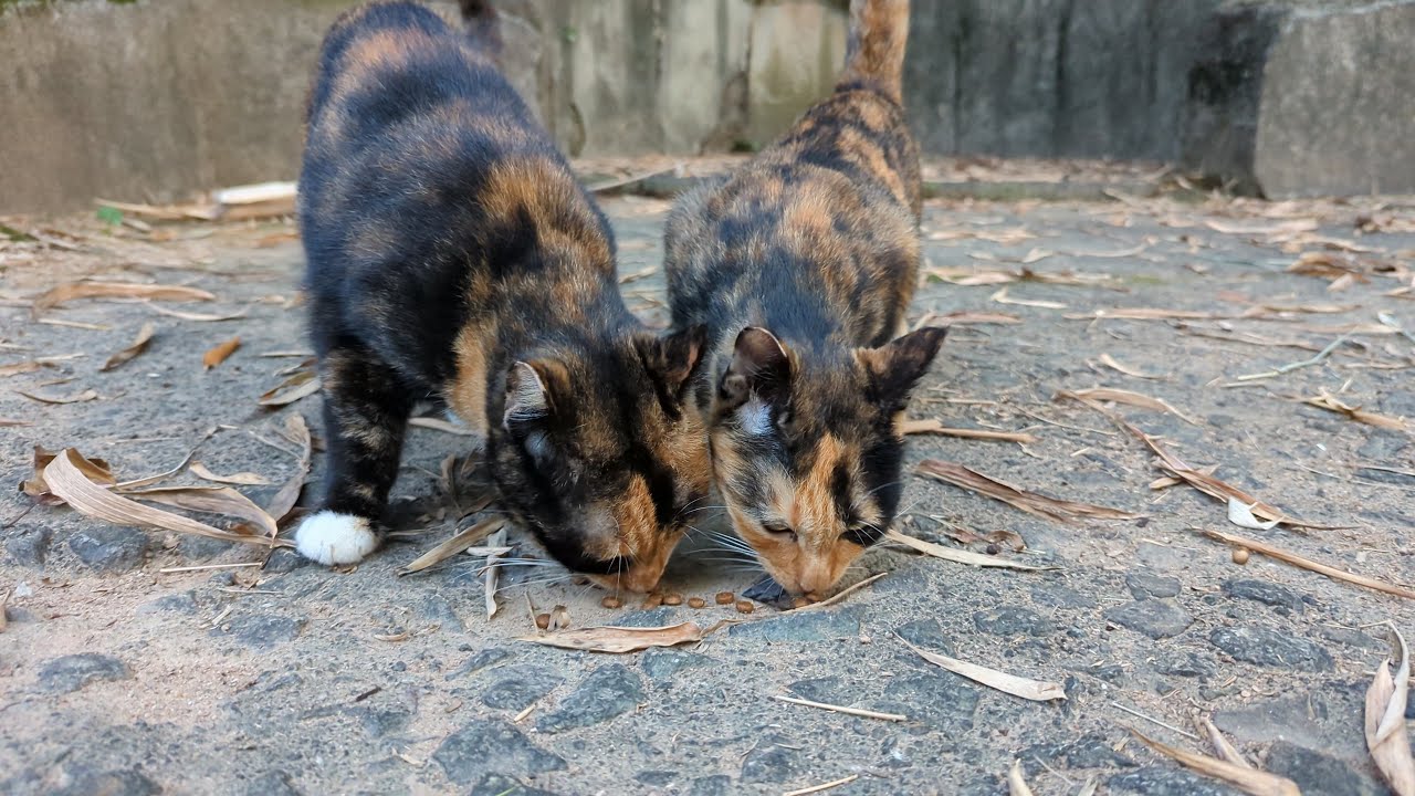 These two cats like to huddle together to eat - YouTube