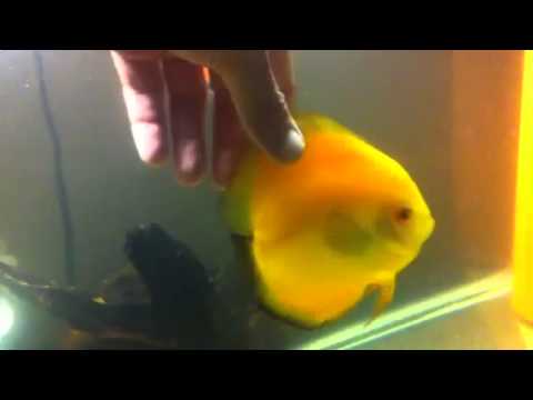 yellow diamond discus - YouTube