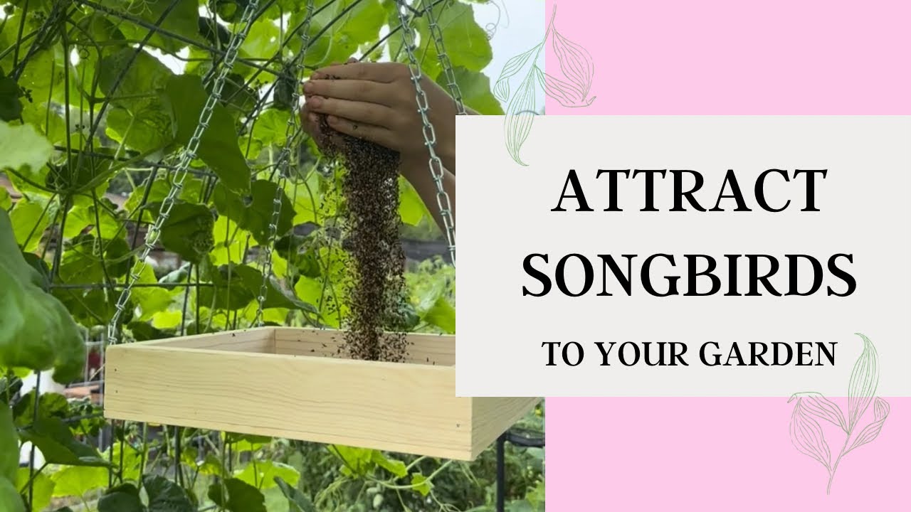 Attract Songbirds to Your Yard With These Simple Steps 🦜 - YouTube