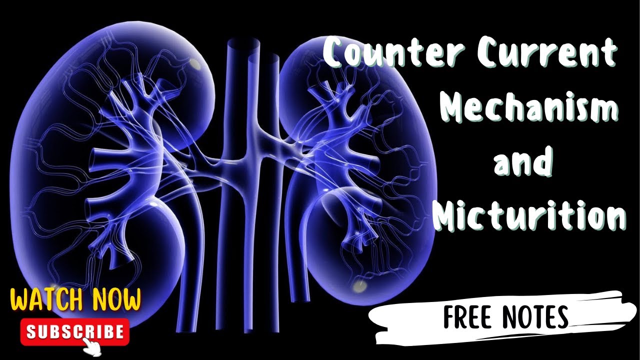 COUNTER CURRENT MECHANISM AND MICTURITION | QUICK REVISION | (FREE ...